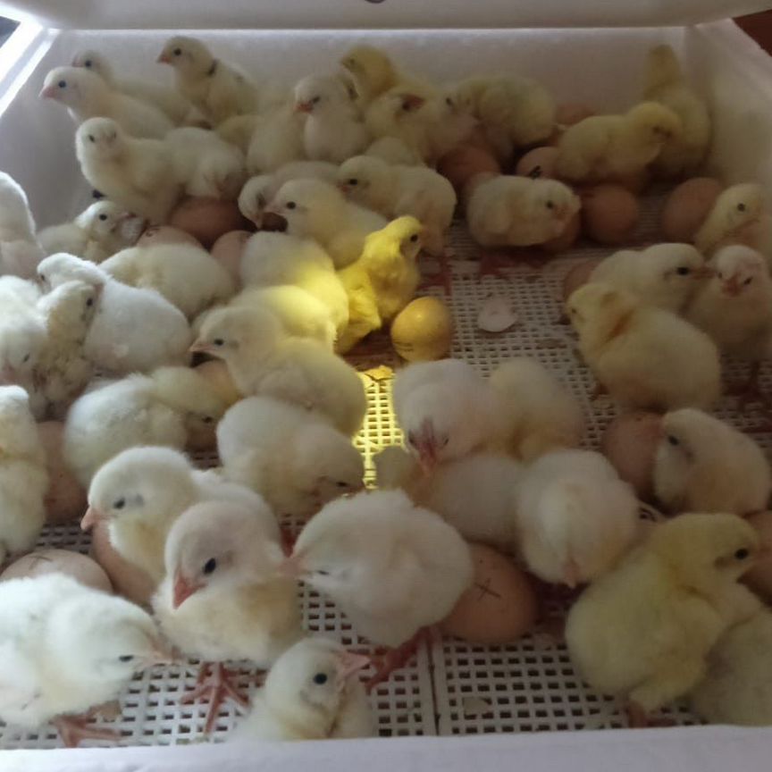 Цыплята Кобб Беларусь