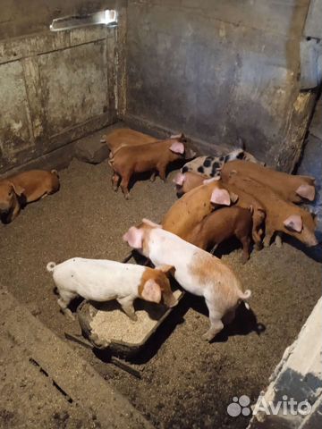 Поросята Дюрок - ландрас