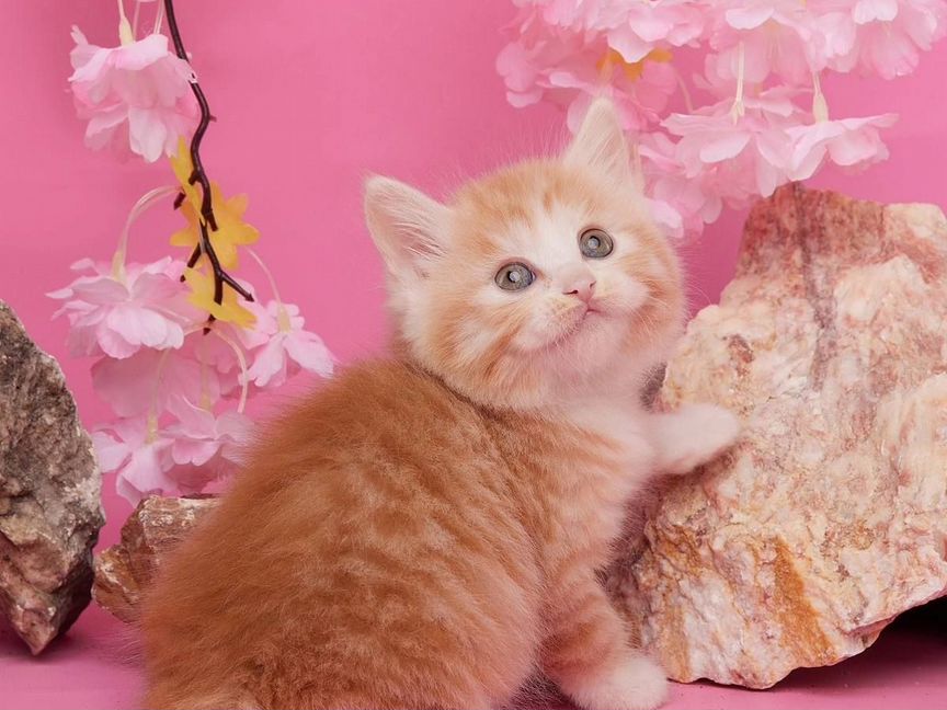 Курильский бобтейл