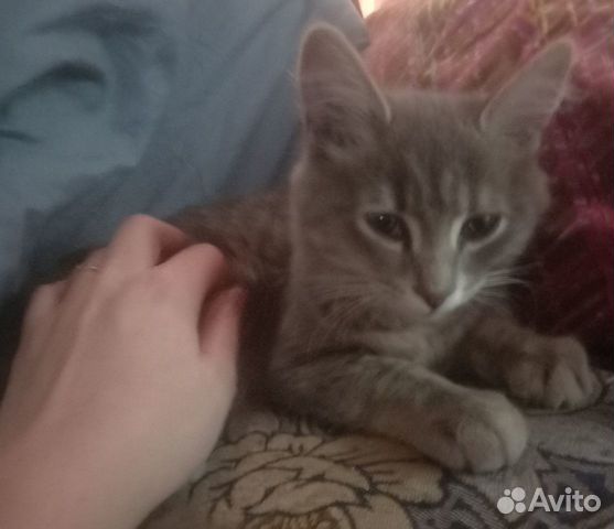 Потеряшка-находяшка в заботливые руки