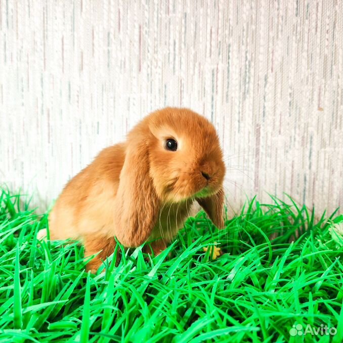 Супер мини карликовый кролик - очень редкий