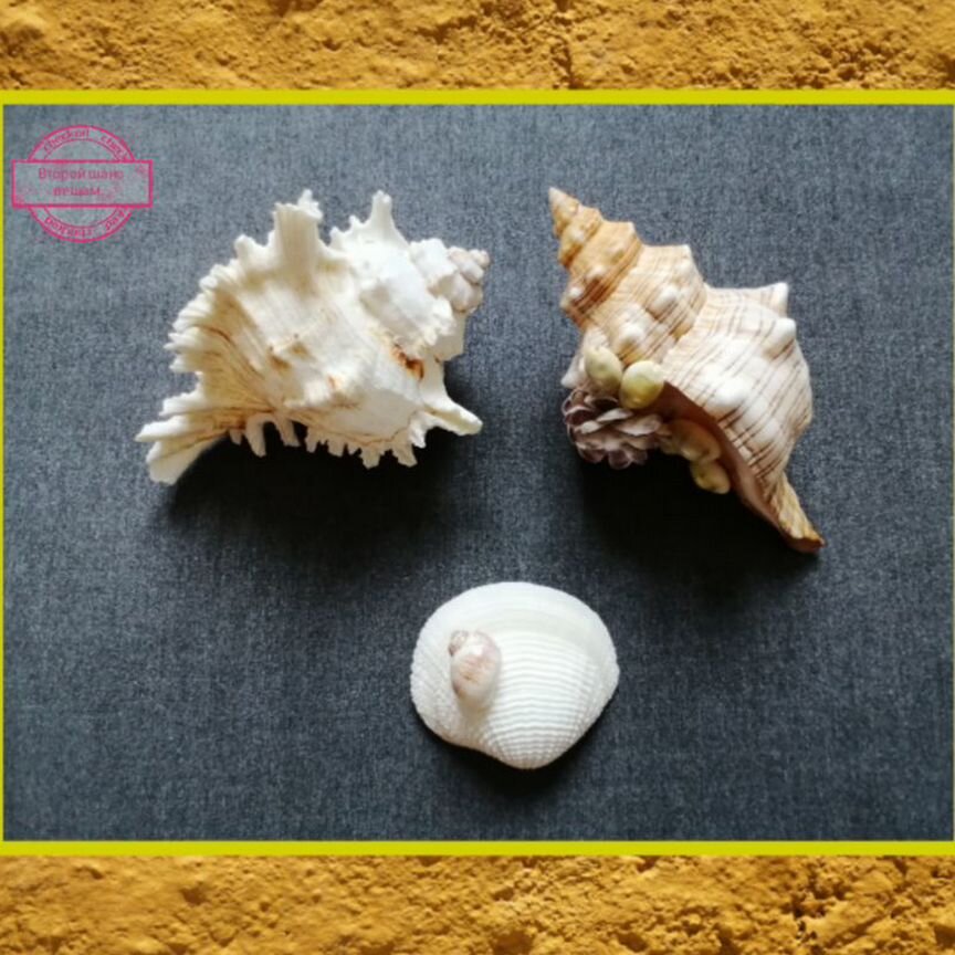 Морские раковины, 3 штуки. Красивые