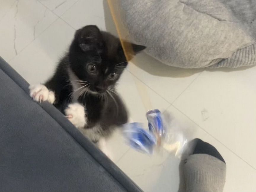 Котёнок в добрые руки