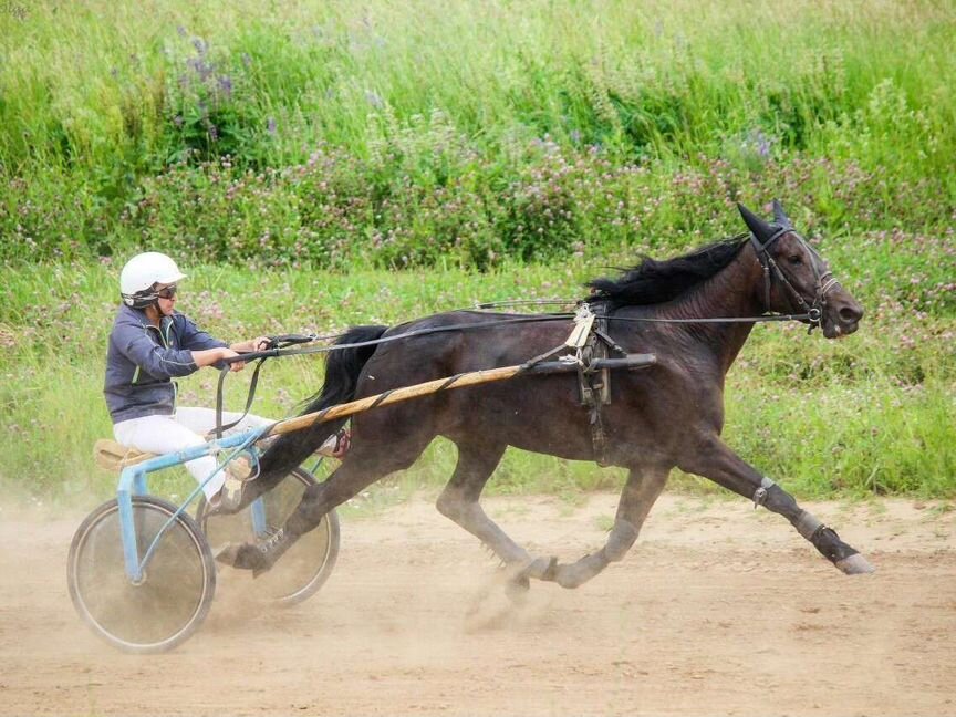 Качалка для лошади