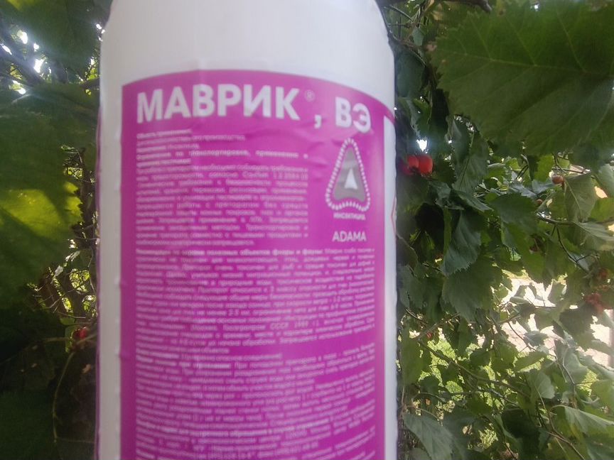 Маврик - любят пчёлы