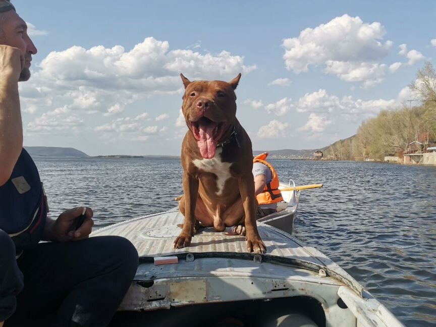 Ищем невесту