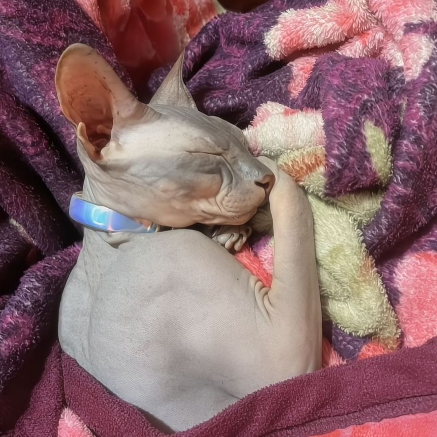 Донской сфинкс котёнок