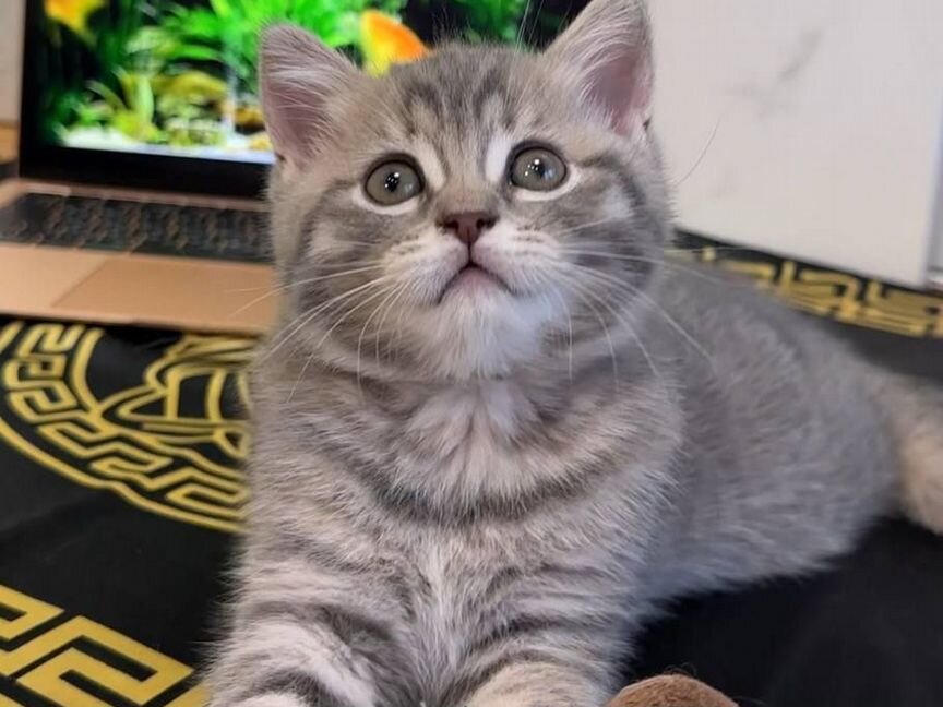 Шотландские котята. Шотландские вислоухие котята