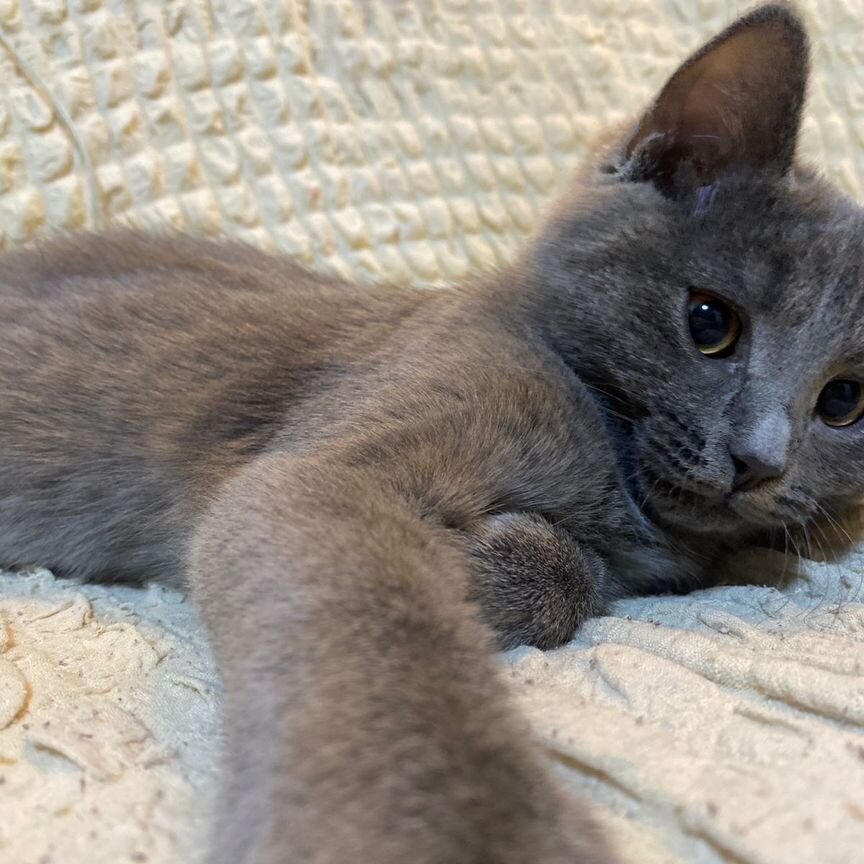 Британец отдам котенка в добрые руки