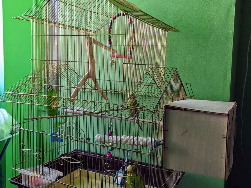 Попугаи вместе с клеткой