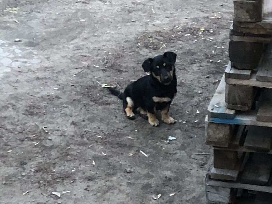 Собака