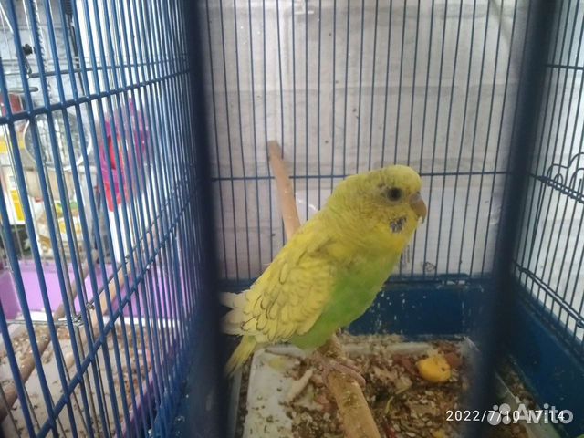 Птенец волнистого попугая