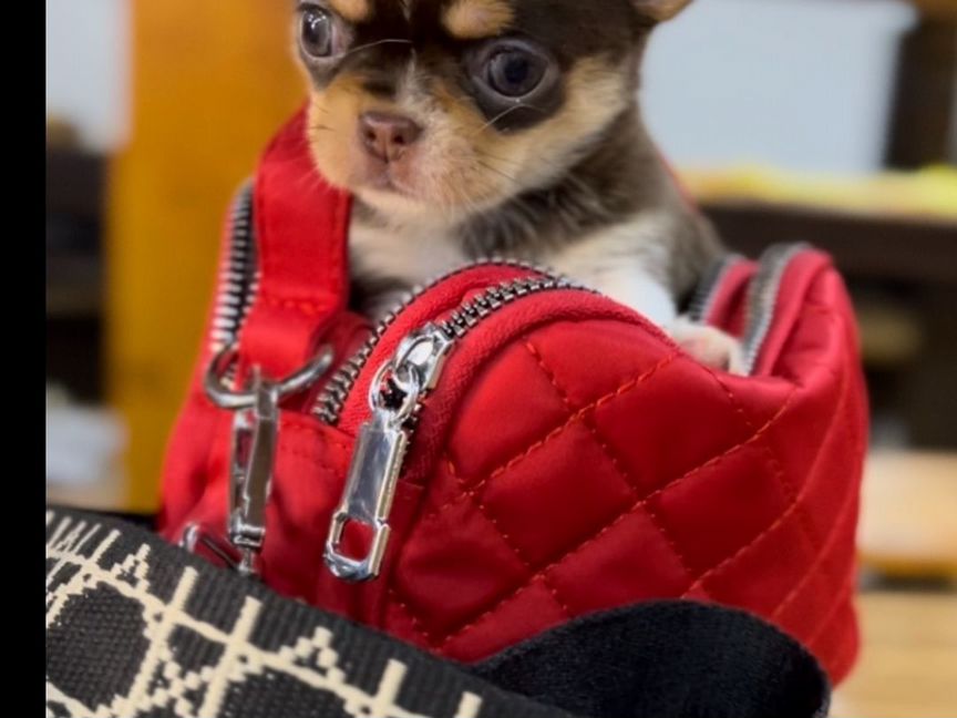 Надежная охрана для сумки