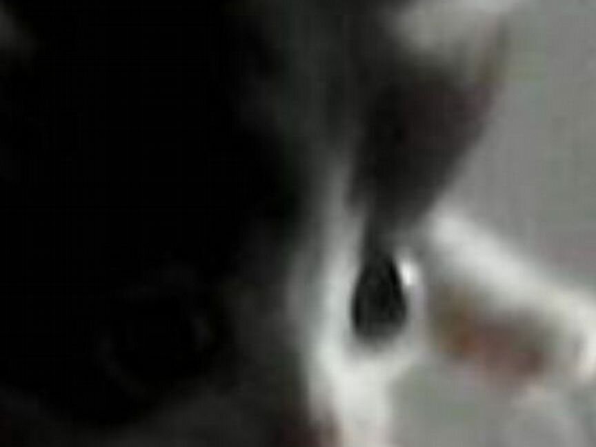 Котёнок