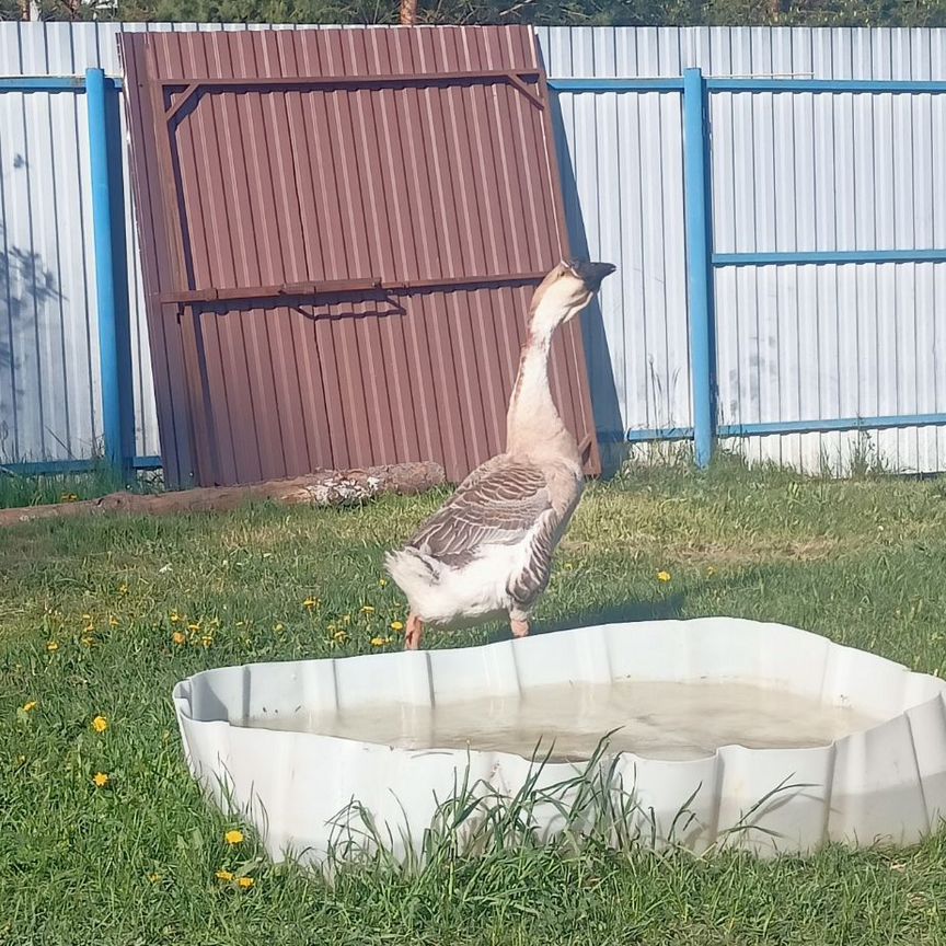 Гусь большая львиная голова