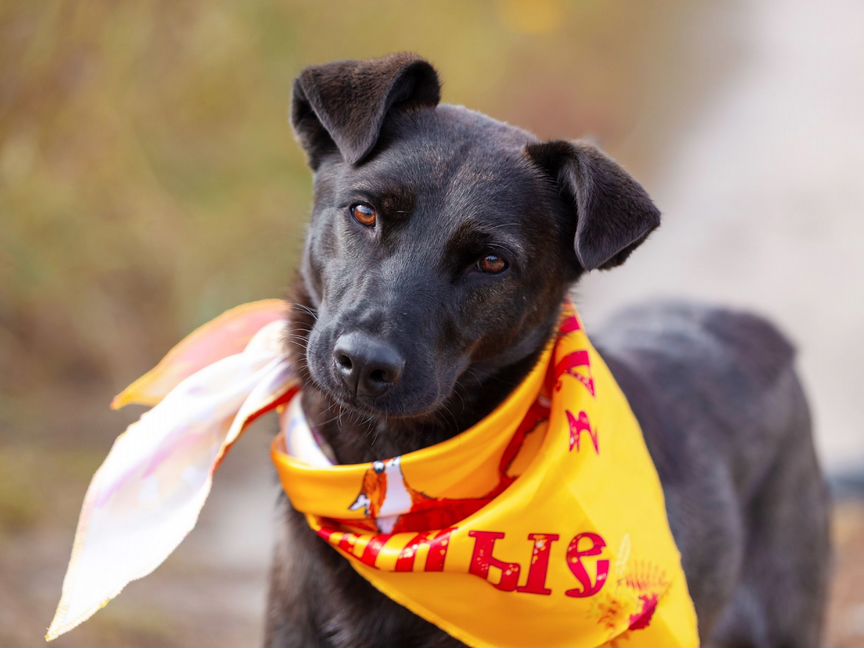 Красотка Рокси в добрые руки