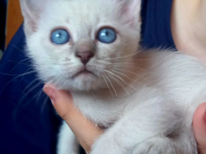 Тайский котенок