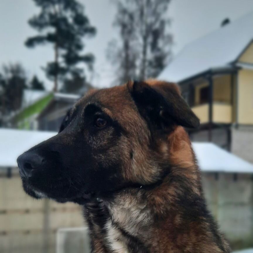 Метисы овчарки