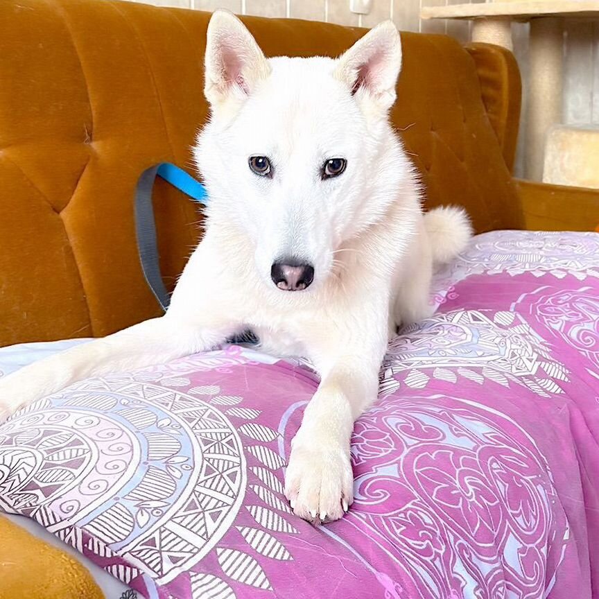 Лайка, взрослая собака