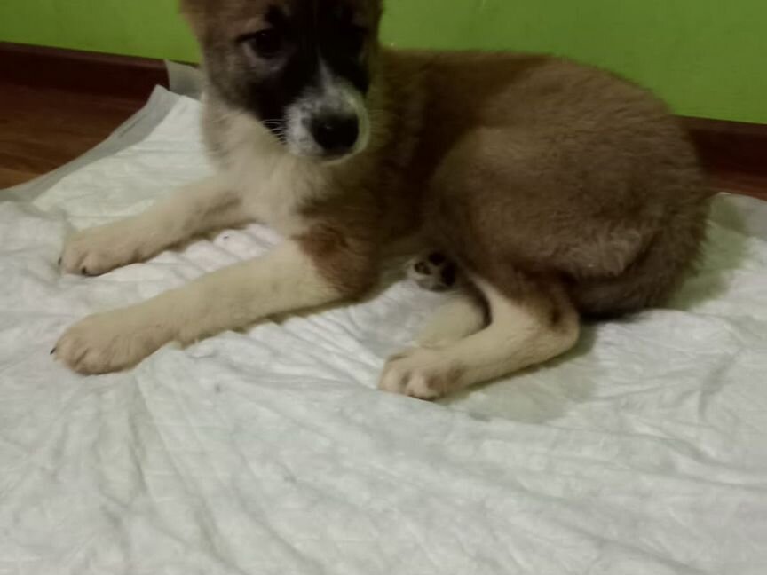 Одри, щенок в добрые руки