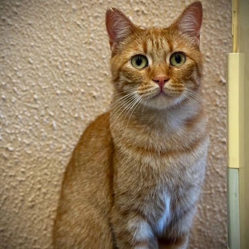 Рыжий кот