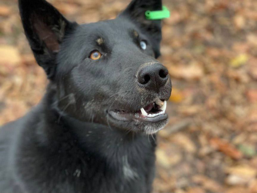 Собака в добрые руки (Овчарка+хаски)