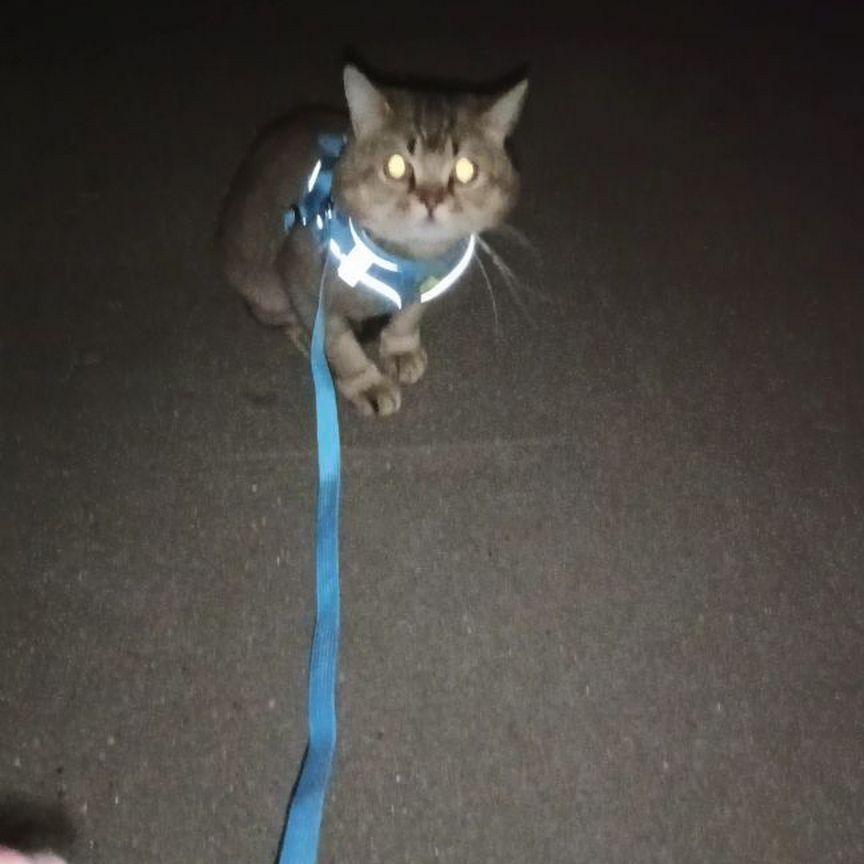 Отдаю кота в добрые руки