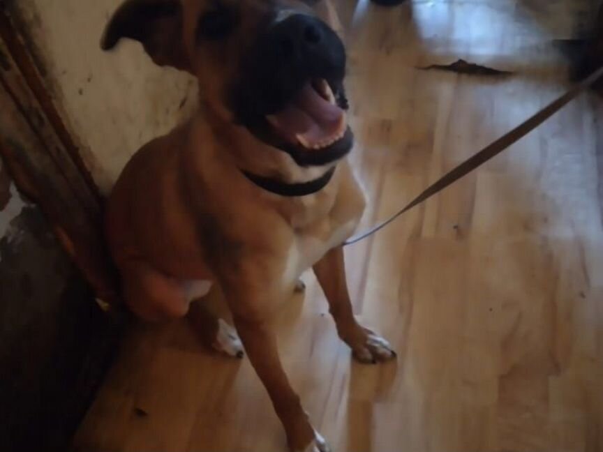 Собака в добрые руки отдам бесплатно