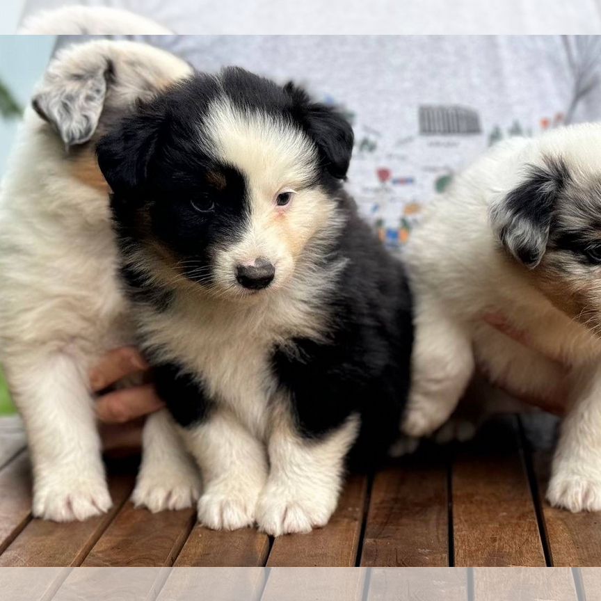 Мальчик для души