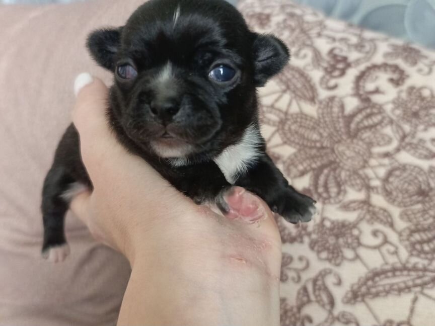 Щенки чихуахуа, бронь