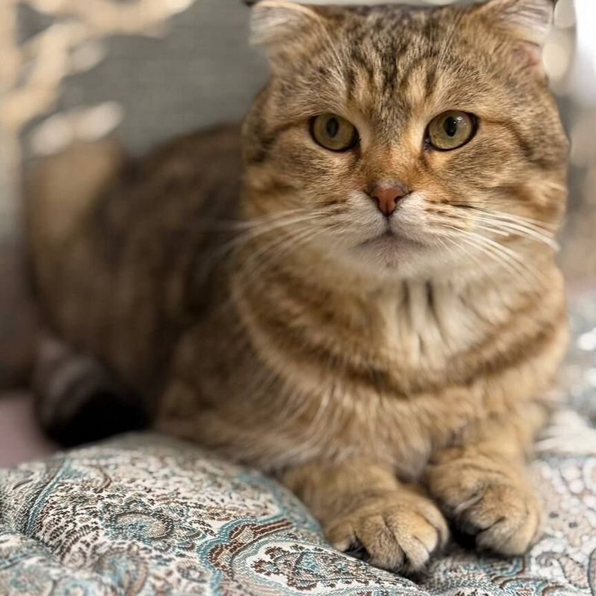 Добрый котик