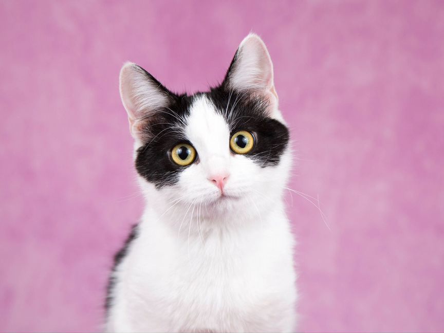 Черно-белая кошечка 5 мес. в дар