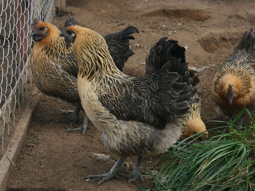 Куры лакеданзи