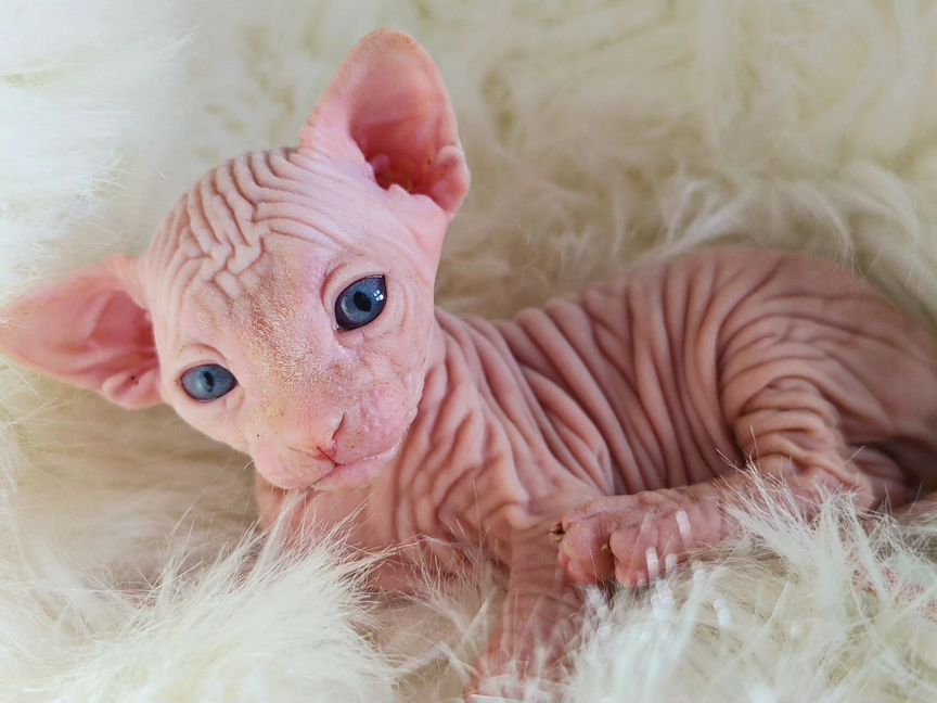 Голубоглазый блондин