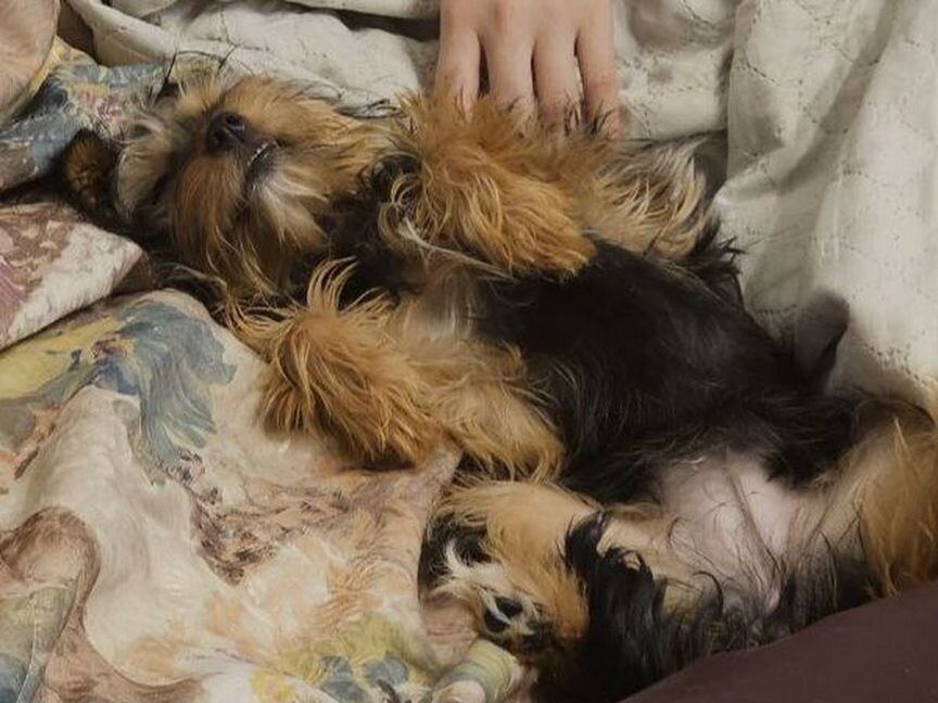 Девочка той-терьер + йорк