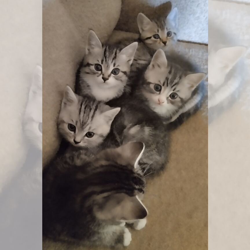 Британские котята