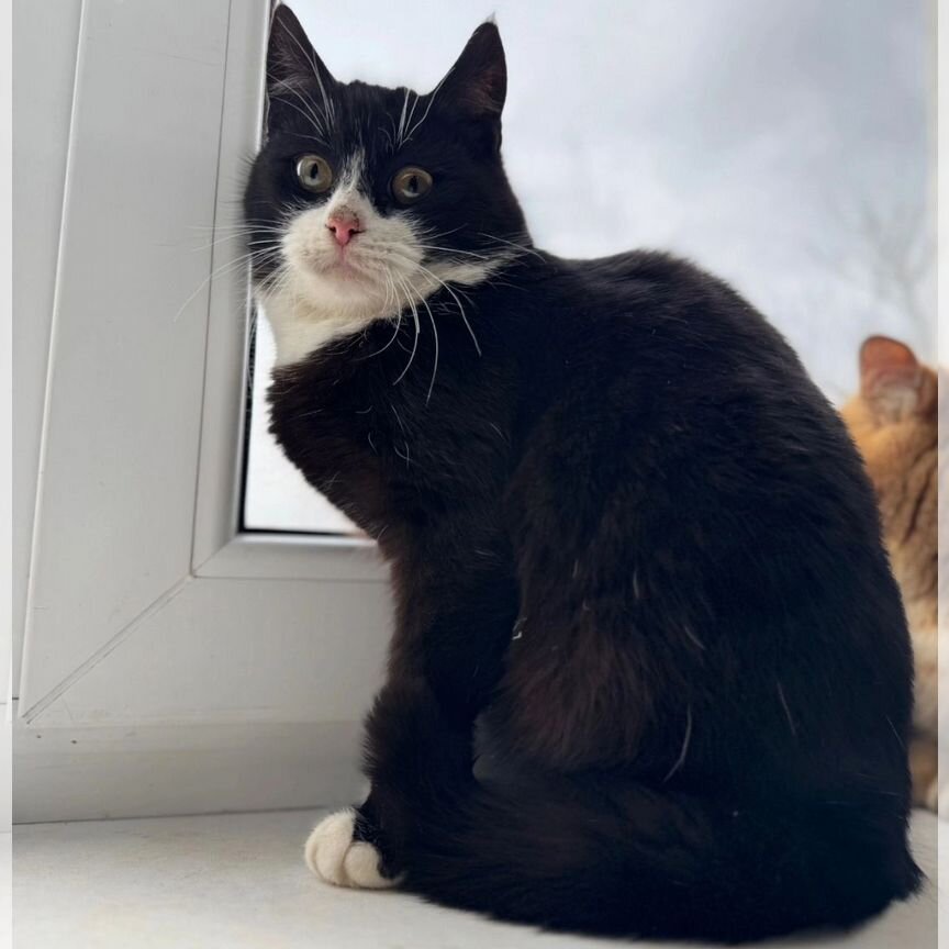 Котик бесплатно