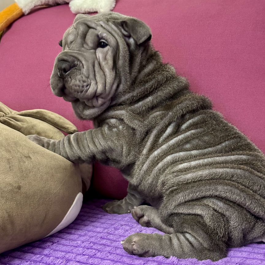 Шарпей, щенок