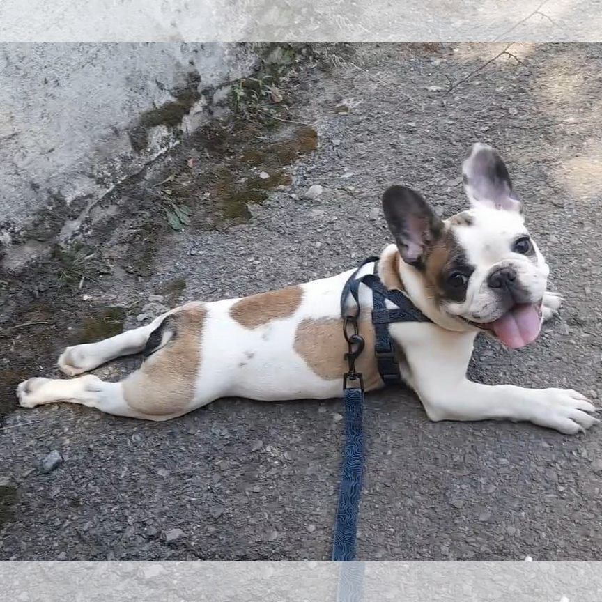 Французский бульдог щенок 3 месяца