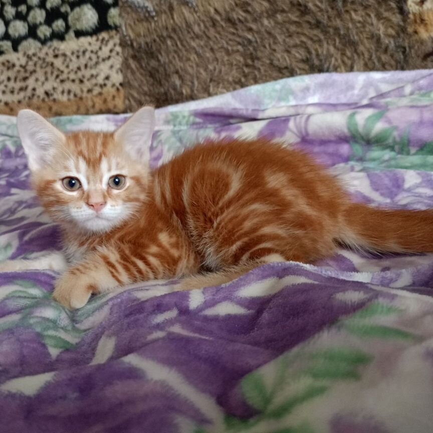 Котята полубританцы