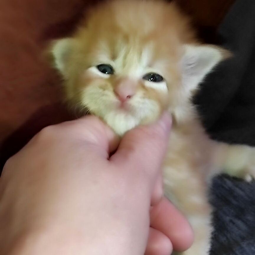 Котята мейн-кун полидакт