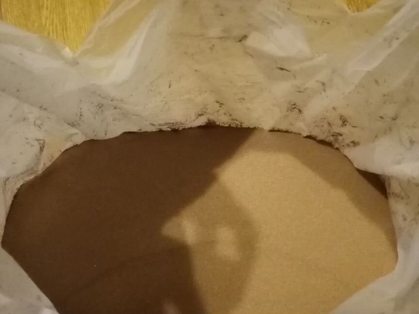 Артемия цисты