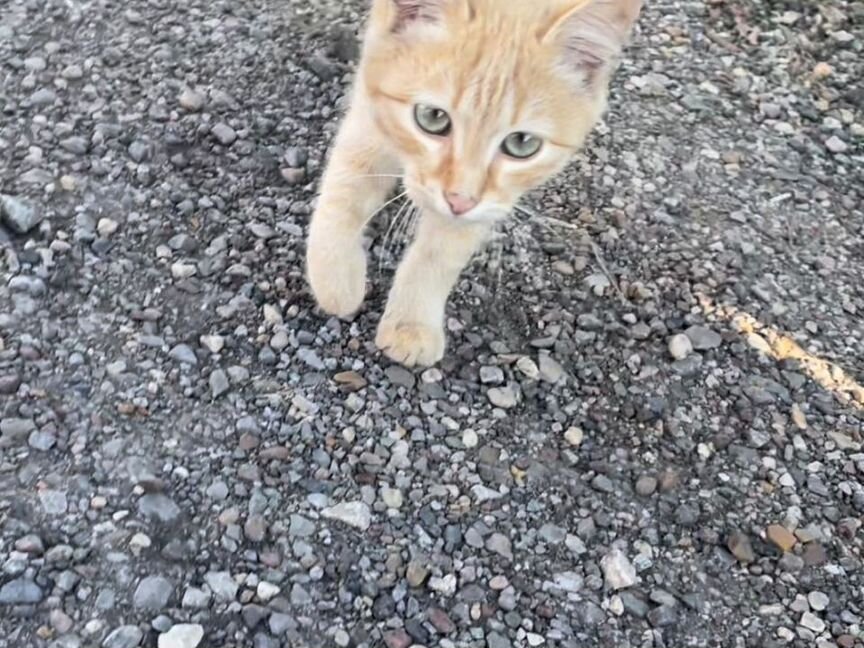 Котята подростки