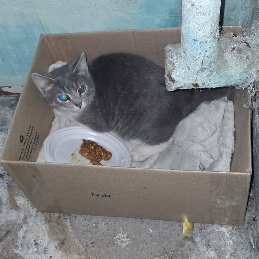 Котёнок в добрые руки