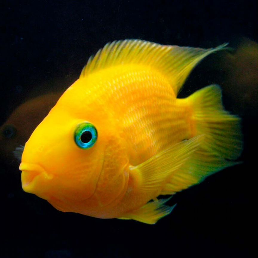 Попугай Жёлтый, Cichlasoma