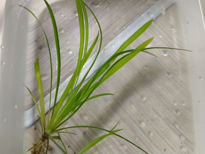 Аквариумные растения