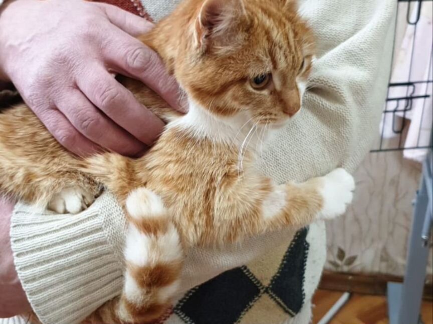 Рыжий котенок Гоша около года домашний