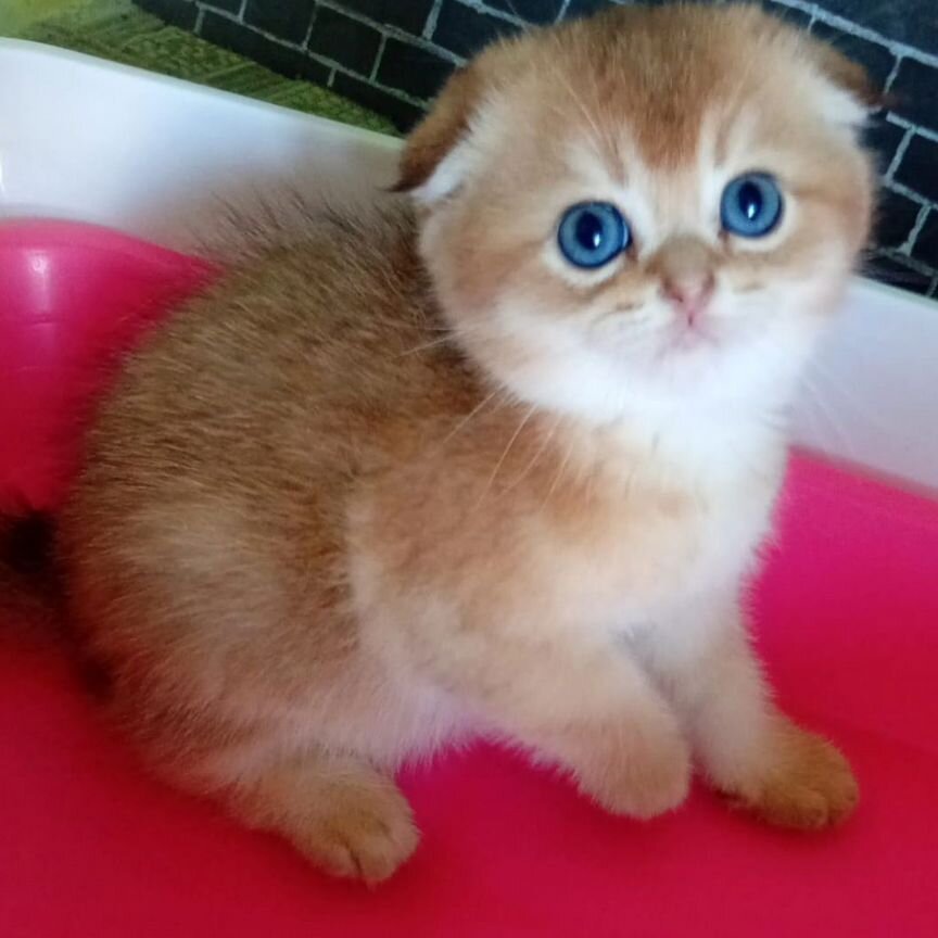 Шотландские золотые шиншиллы