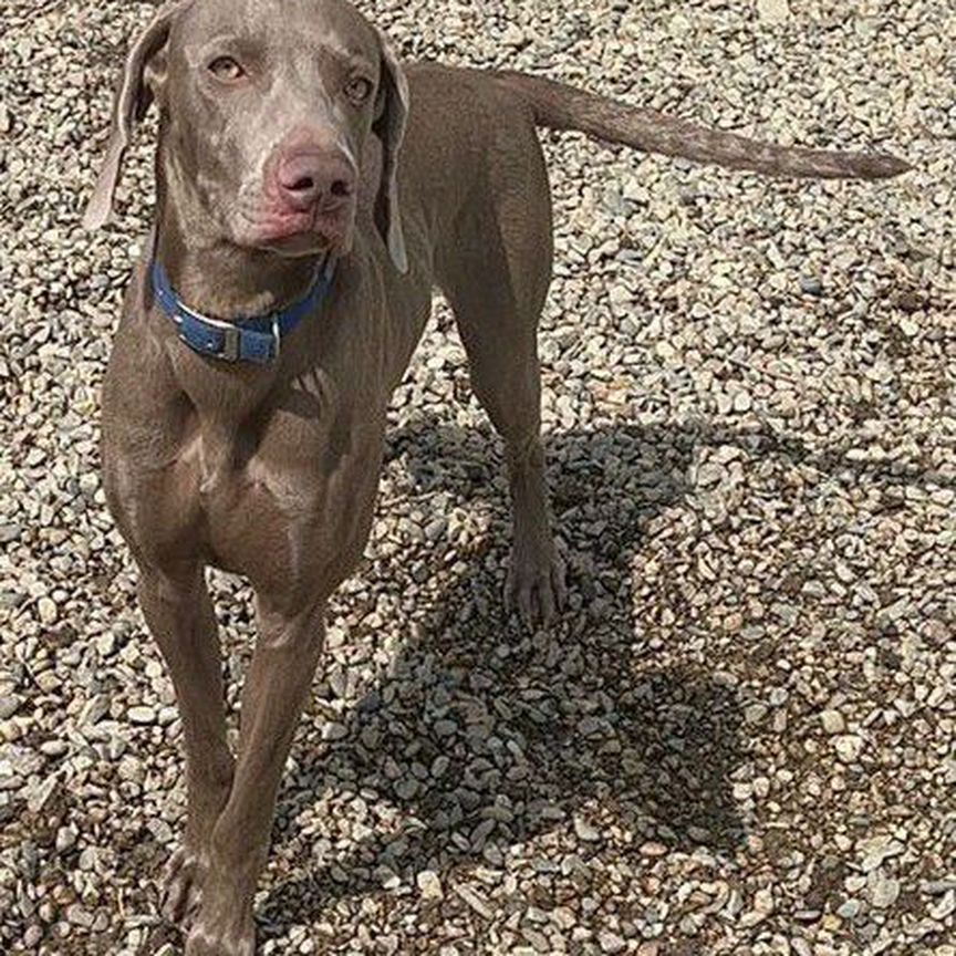 Сука Веймарайнера 1 год