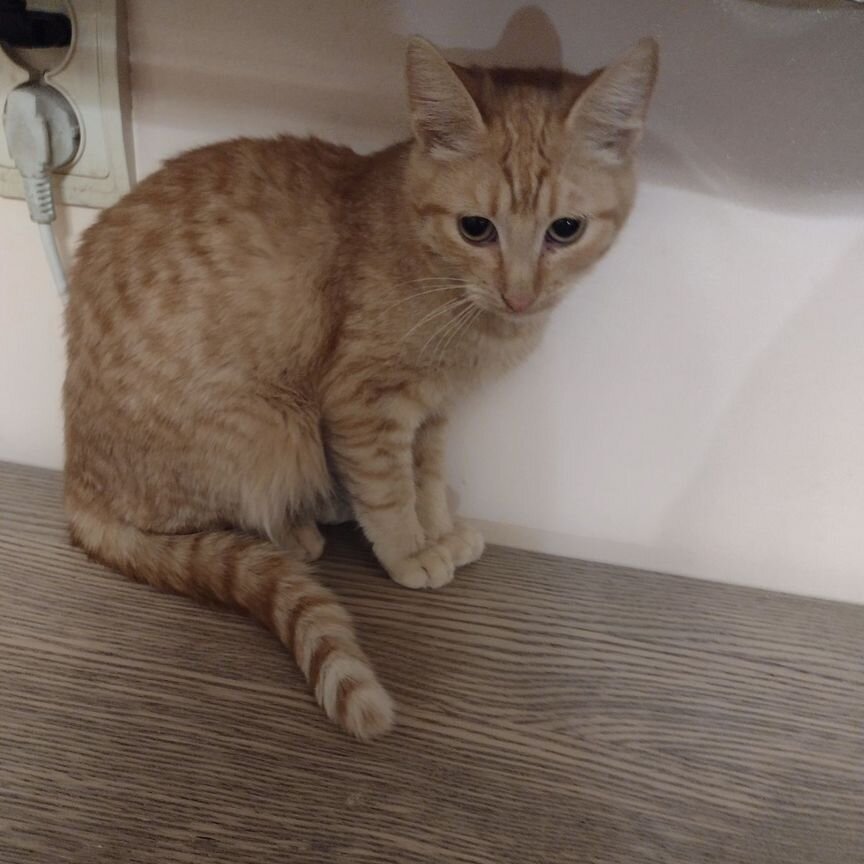 Рыжий котенок